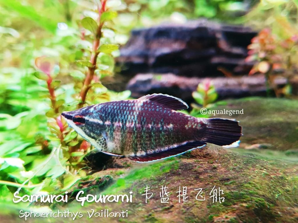 Samurai Gourami