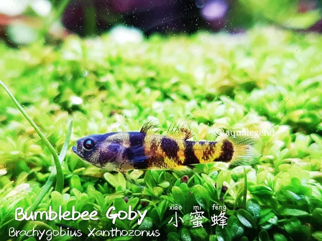 Bumblebee Gobies
