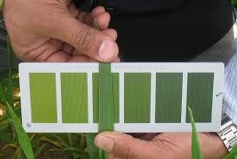 Nitrogen Parameters Leaf Colour Charts LCC – SURESERV Engineering Sdn Bhd