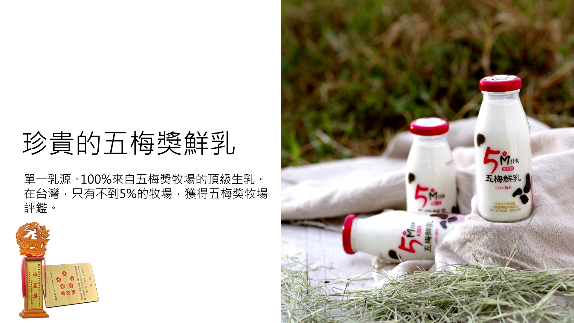 5MILK五梅鮮乳 – 豐新鮮奶舖