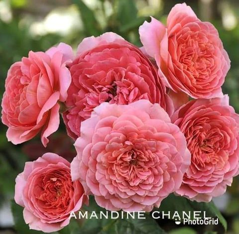 Amandine Chanel – Zety Roses