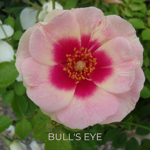 Bull's Eye – Zety Roses