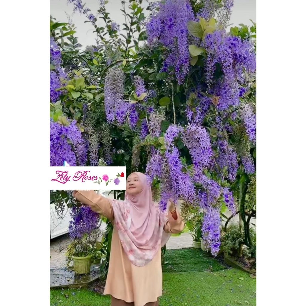 BAJA KAPUR ZETY ROSES 1KG – Zety Roses