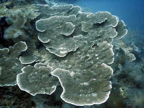 Lahad datu blue ring dive trip on 19-22 May 2022 – CORAL DIVE STORE