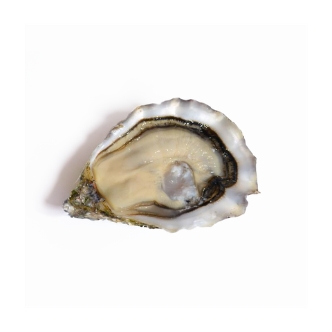 Seafood – Public Fishery