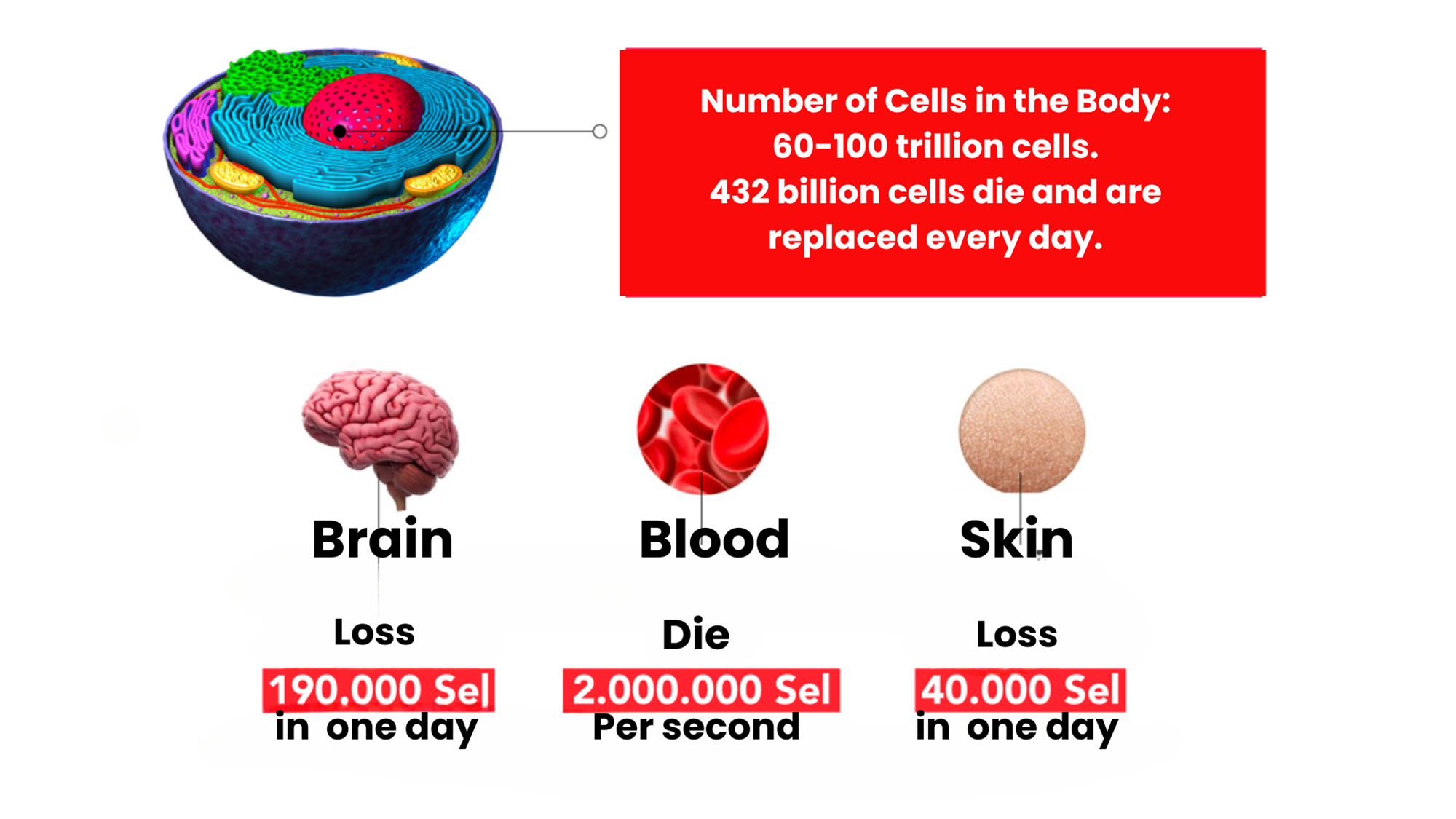 Learn About Stem Cell Therapy – AFC Japan Stem Cell Therapy
