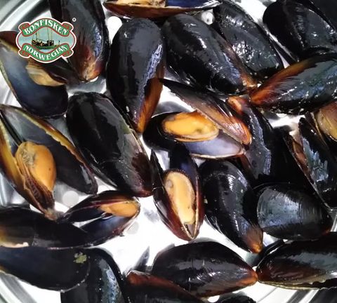 Frozen Cooked Cultivated Blue Mussel 1 kg – Bonfisken Seafood Market