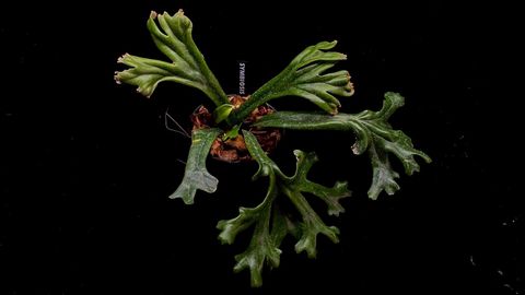 鹿角石葦 Pyrrosia longifolia Crestata – 共生制所 Symbiosis Studio