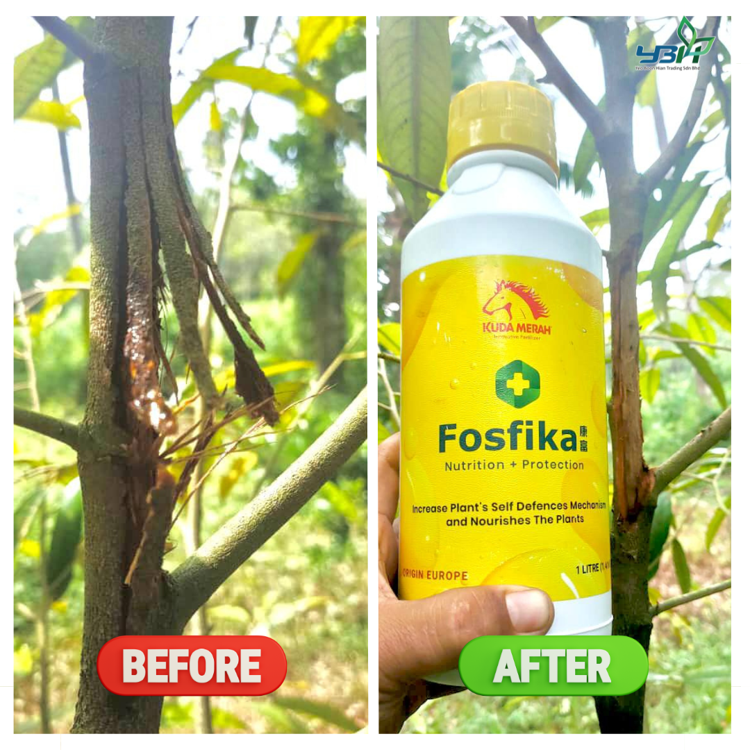 Rawatan Penyakit Kanker pada pokok durian – YBH Clicks Sdn. Bhd.