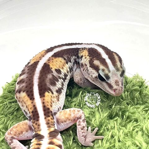 【OMG】0.1 Normal Het Ghost Zero 50% Het Amel Oreo Patty (Female) – MW ...