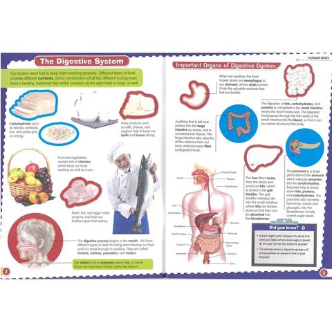 Wonders of Learning Sticker Book: Human Body – Junior Page