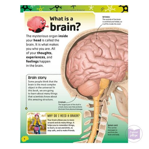 DK The Brain Book (The Science Book Series) – Junior Page