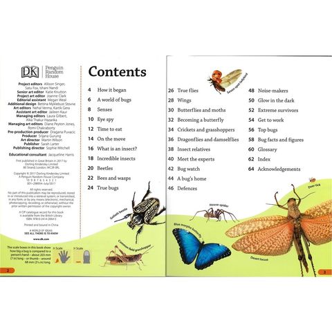 DK Findout! Bugs – Junior Page