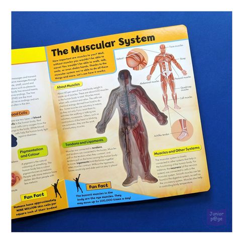 Discover 3D Human Body (Chunky Human Body Book) Board book – Junior Page