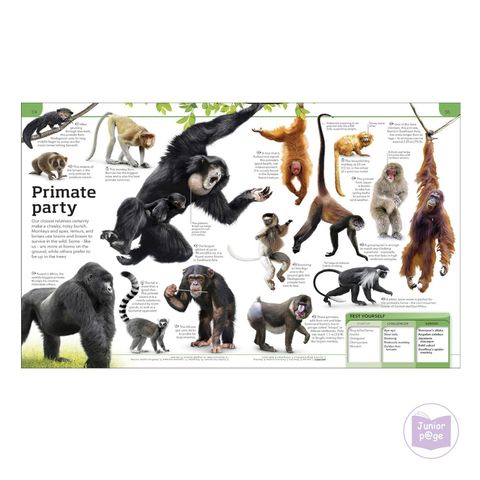 DK Knowledge Genius : A Quiz Encyclopedia to Boost Your Brain (with red ...