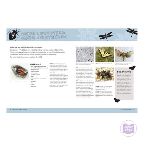 Little Learning Labs: Bugs for Kids, 20+ Family-Friendly Activities for ...