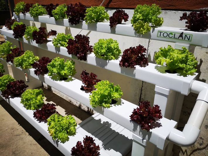 Toclan Asia | Malaysia Urban Farming & Hydroponics Specialist