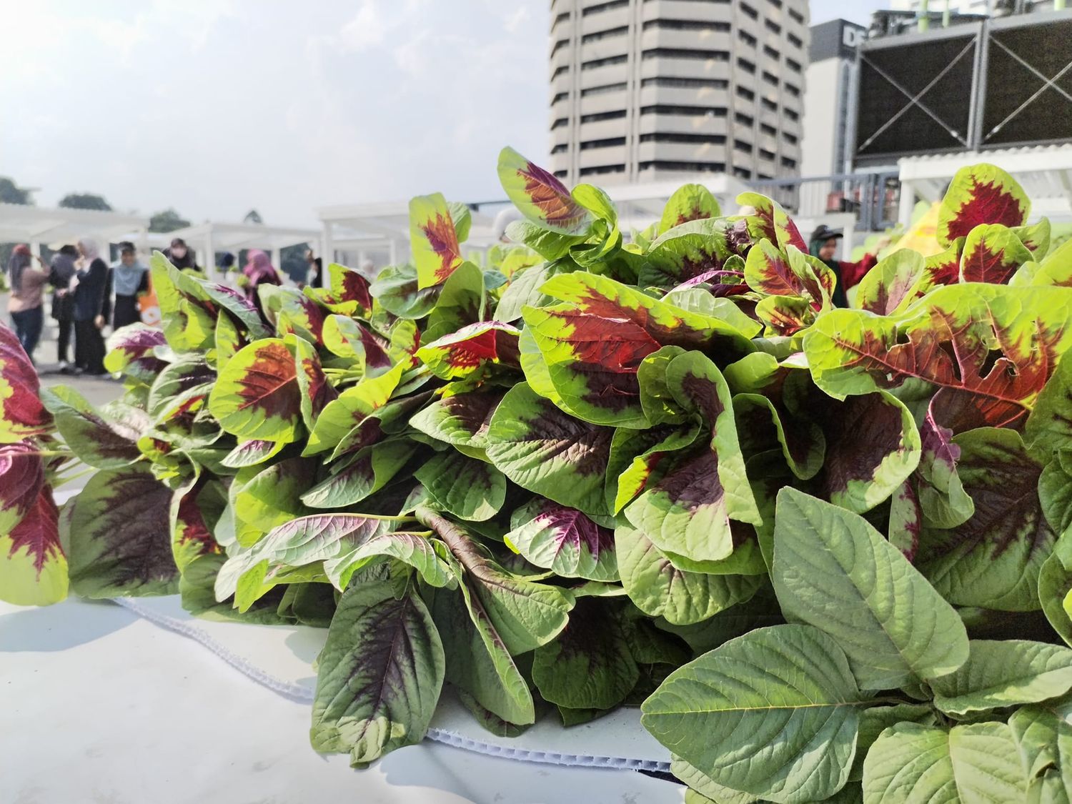 Toclan Asia | Malaysia Urban Farming & Hydroponics Specialist