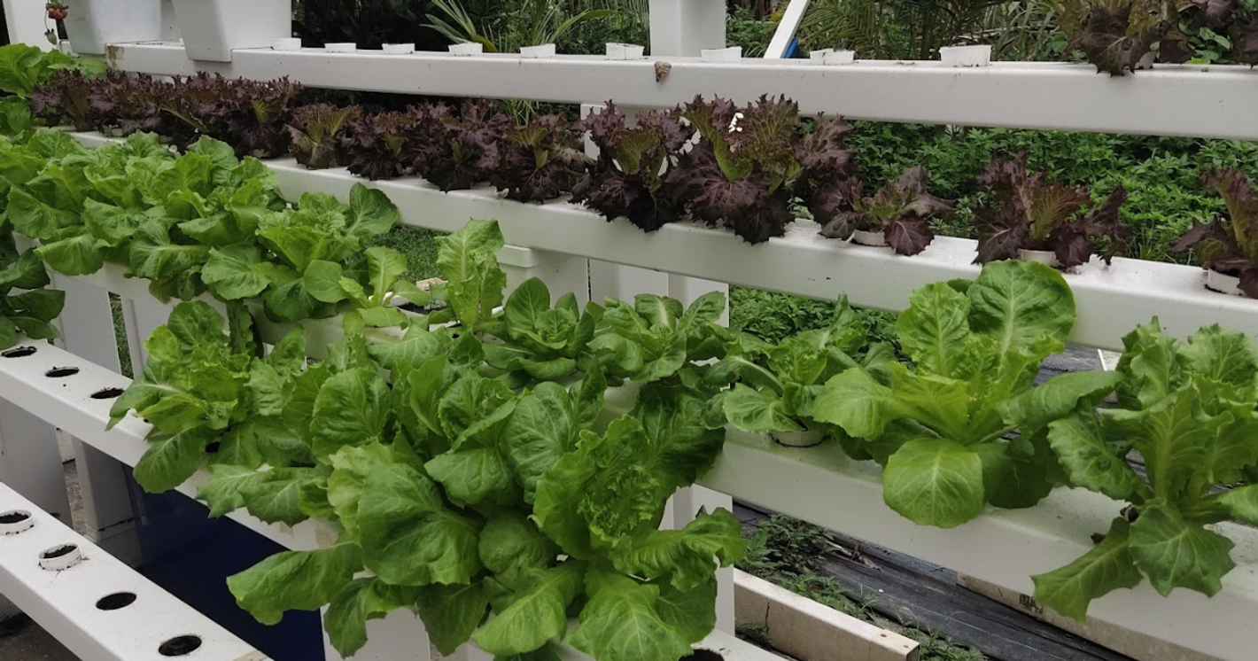Toclan Asia | Malaysia Urban Farming & Hydroponics Specialist