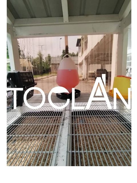TOCLAN EGGSCAPE ( REBAN AYAM ) – Toclan Asia | Malaysia Urban Farming ...