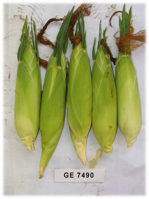 1000 F1 Hybrid Golden Thousand Super Sweet Corn – Toclan Asia ...