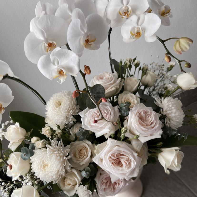 Grand Orchid – Las Origine