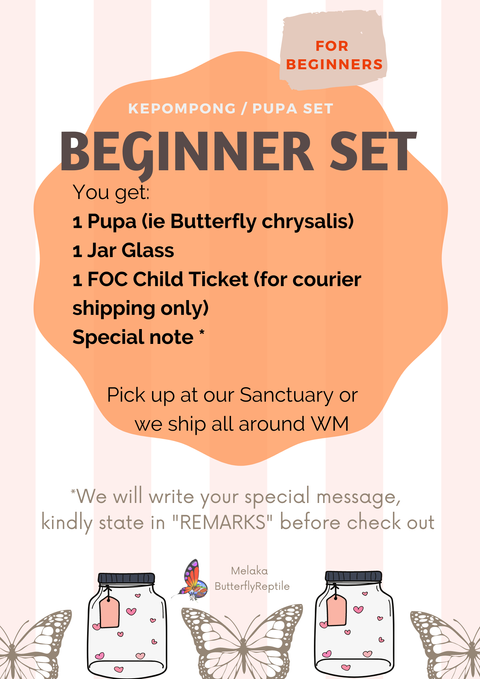 Kepompong Rama-rama/ Butterfly Pupa BEGINNER SET – ButterflyReptile