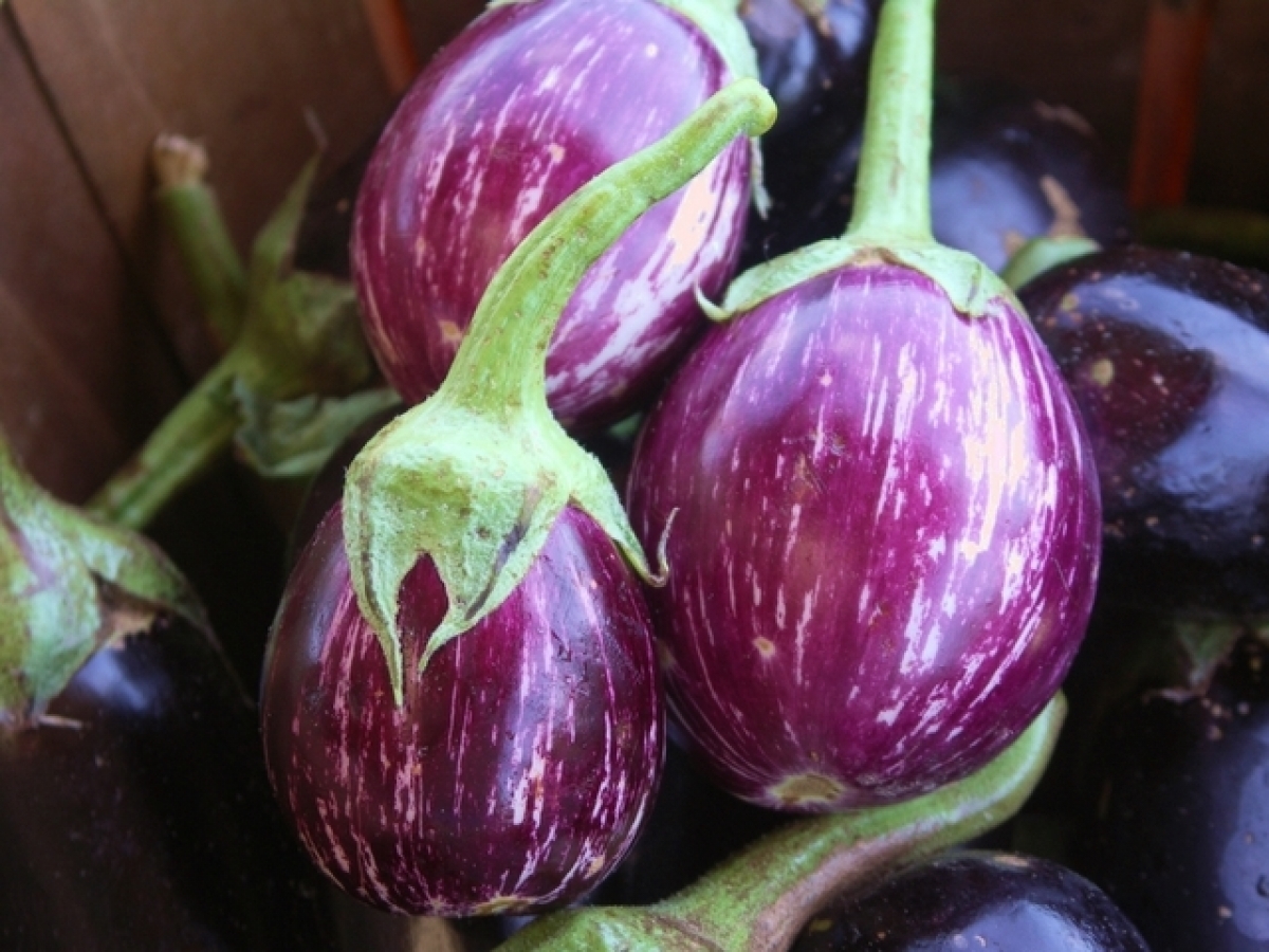 Calliope Eggplant Plants