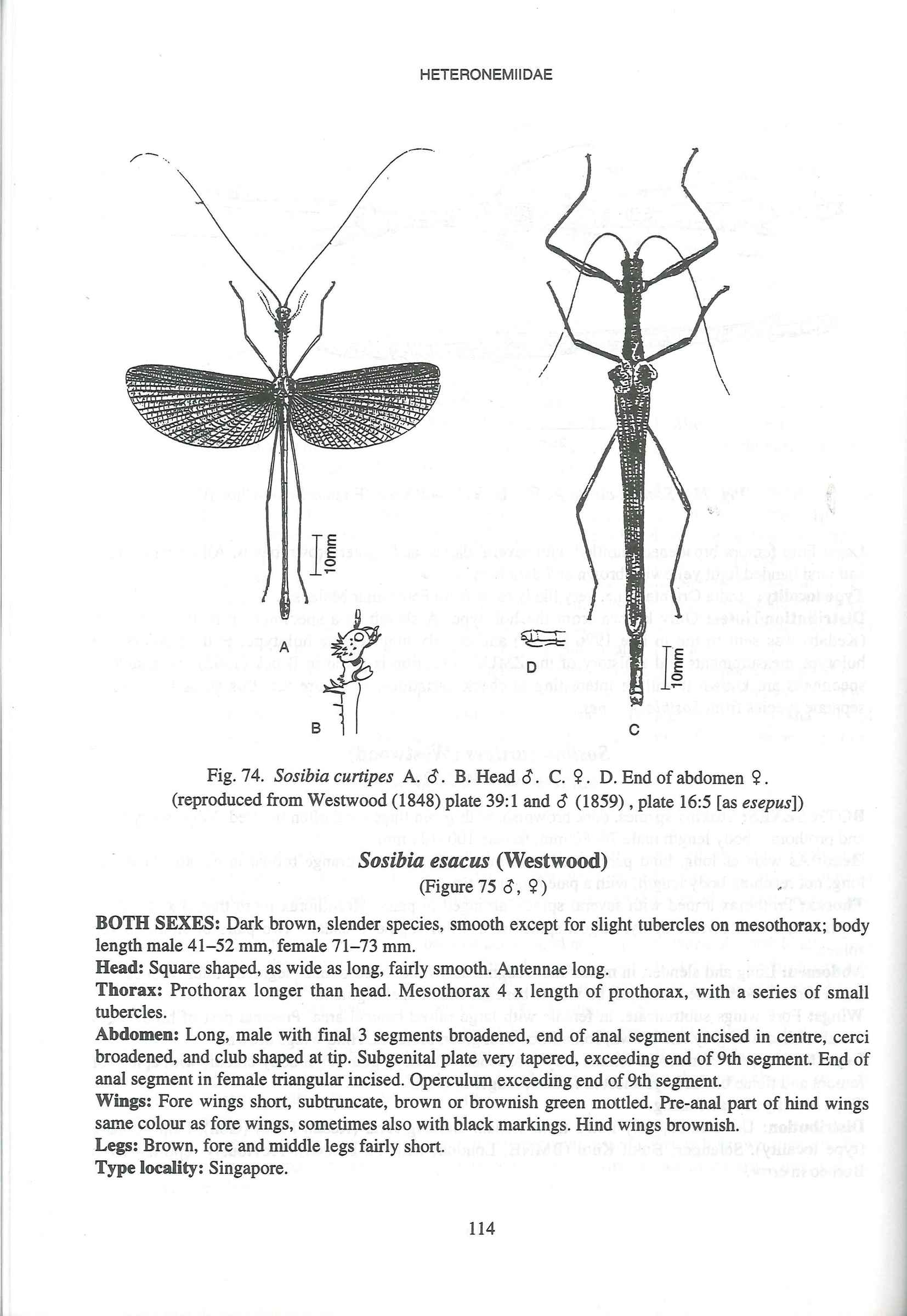 Stick & Leaf Insects of Peninsular Malaysian and Singapore – Shop ...