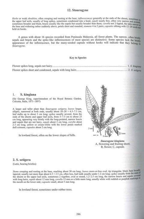 Henderson's Malaysian Wild Flowers Dicotyledons – SHOPMNS