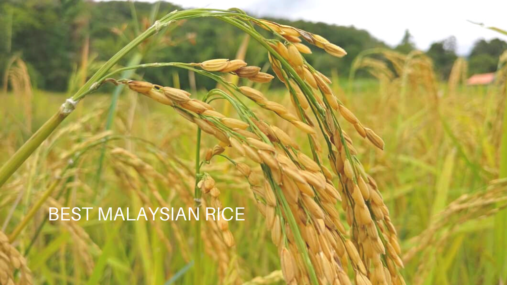 Which rice in Malaysia is best for you? – Langit Collective