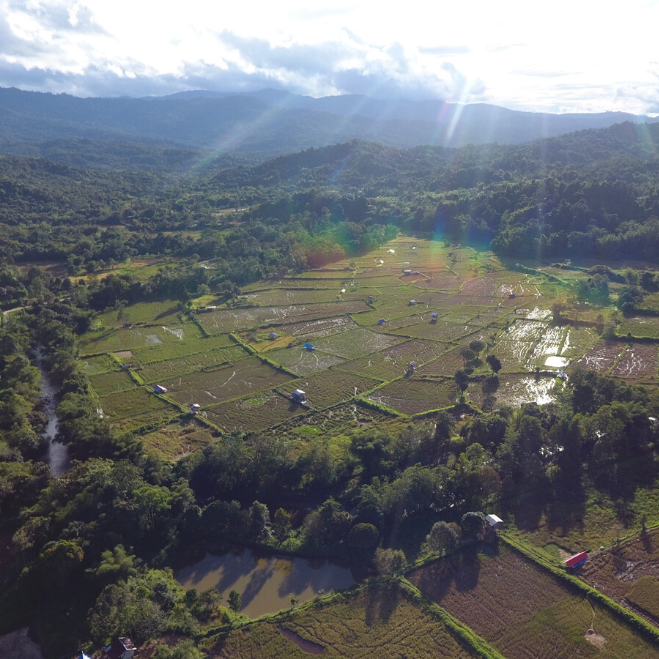 Beras Keladi (Black Rice/ 黑米) 950g – Langit Collective