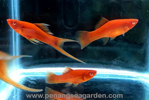 Molly, Platy, Swordtail 茉莉鱼, 月光鱼, 剑尾鱼 – Penang Sea Garden Aquatic