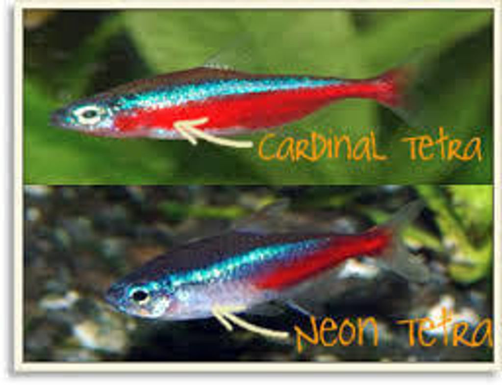 Cardinal Tetra Vs Neon Tetra