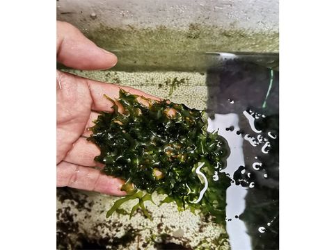 Subwassertang Moss/ Süsswassertang – Penang Sea Garden Aquatic