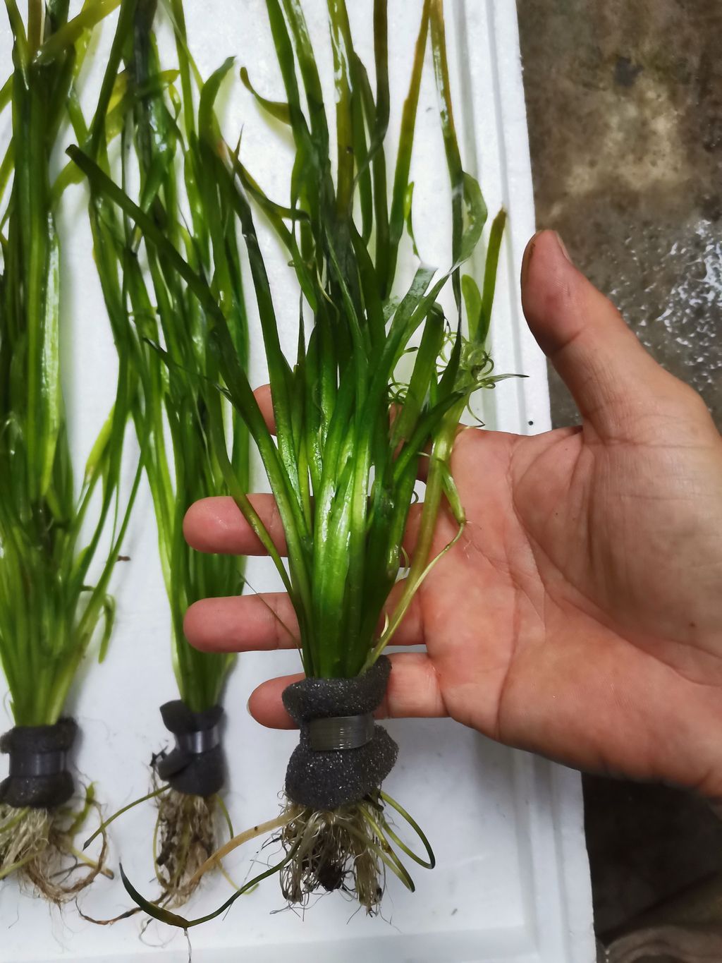 Vallisneria Gigantea