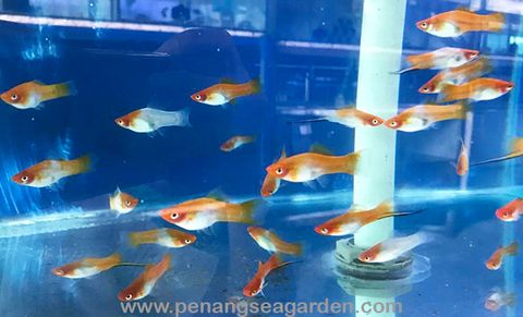 Molly, Platy, Swordtail 茉莉鱼, 月光鱼, 剑尾鱼 – Penang Sea Garden Aquatic