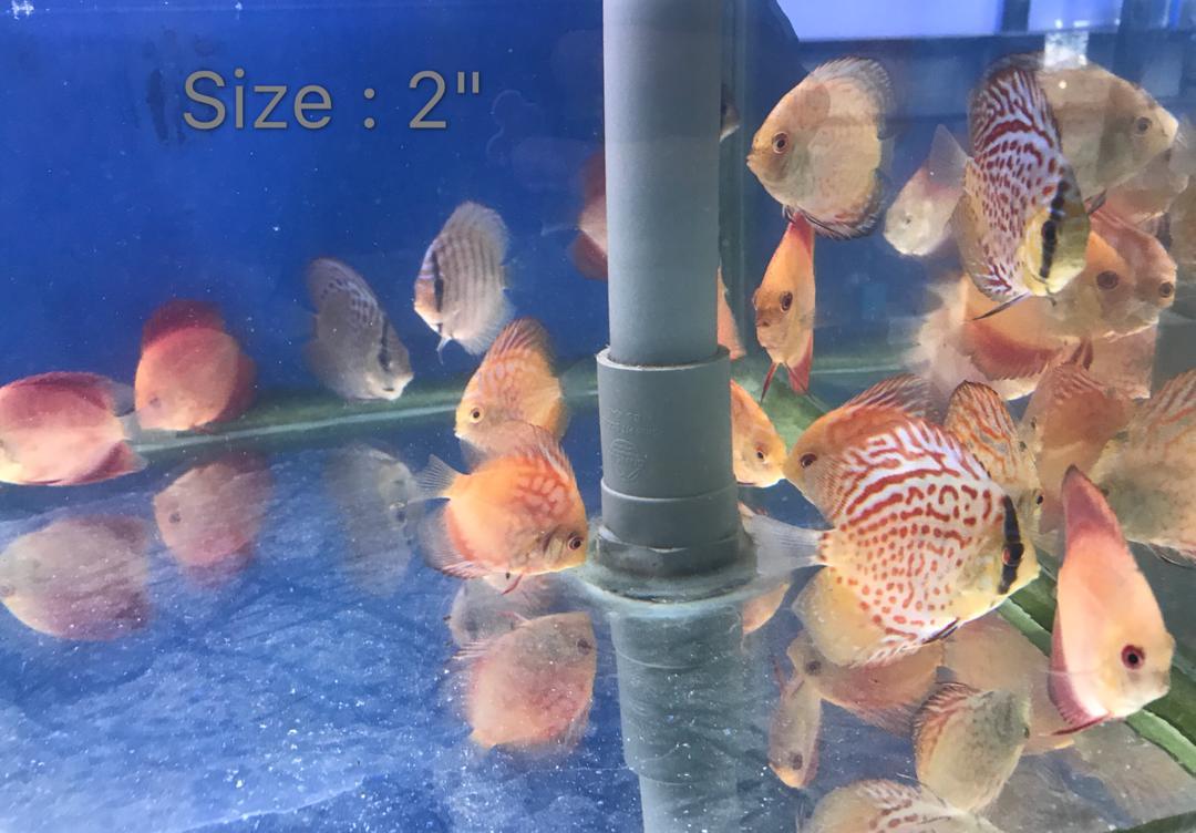 Assorted Discus 2" (Buy 5 Free 1) – Penang Sea Garden Aquatic