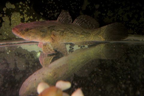 Marble Goby / Ikan Ketutu / 野生顺壳鱼 (Soon Hock) 8" – Penang Sea Garden ...