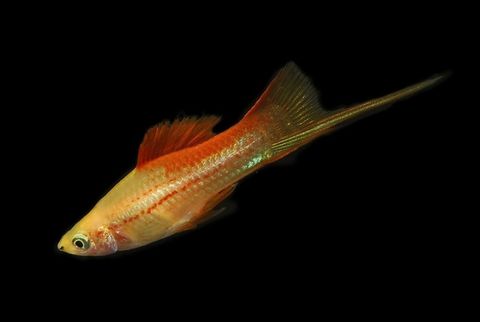 Molly, Platy, Swordtail 茉莉鱼, 月光鱼, 剑尾鱼 – Penang Sea Garden Aquatic