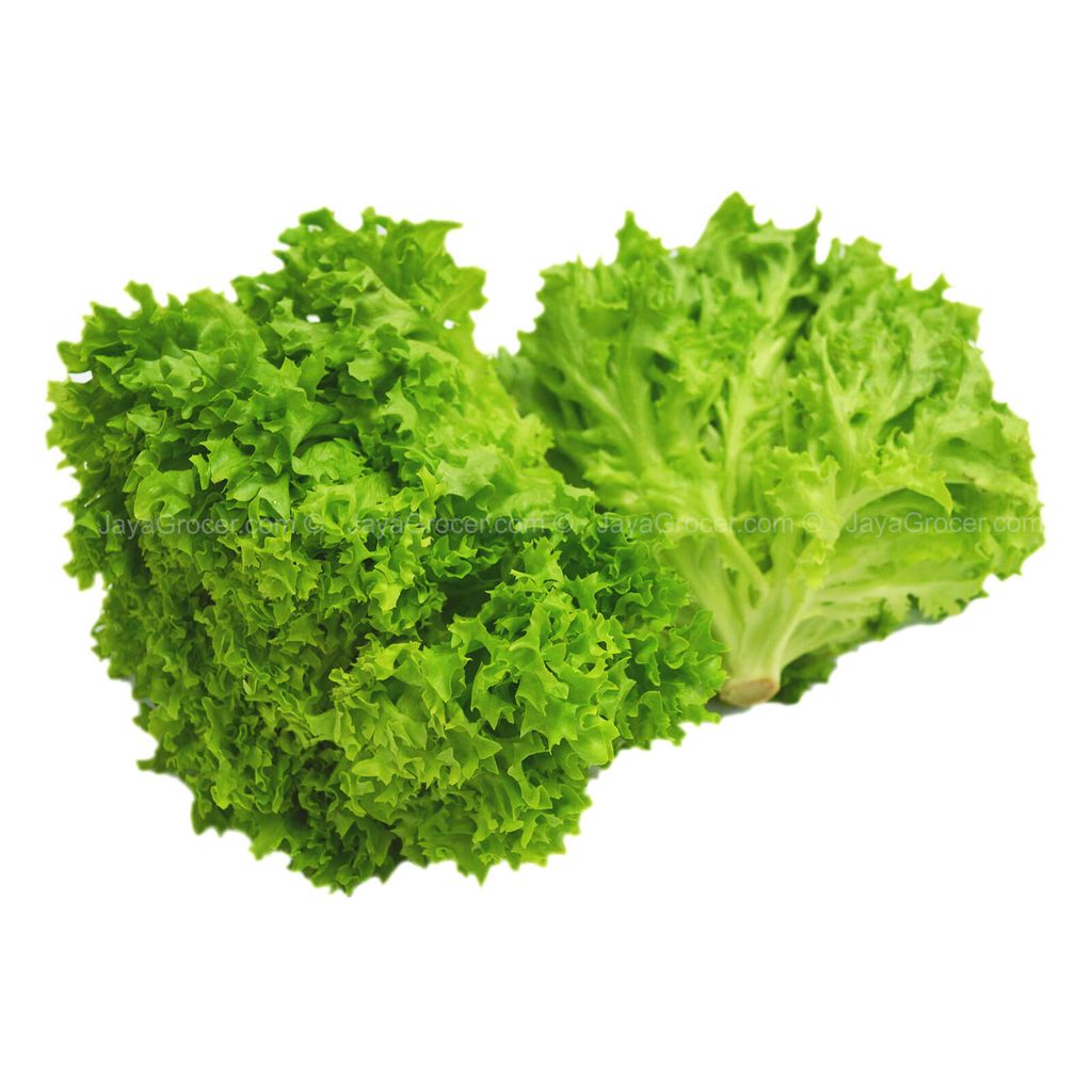 Green Coral Lettuce Daun Salad Kampung 300g Pasar Online Malaysia