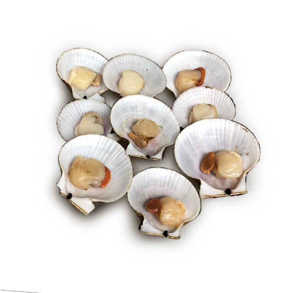 Frozen Half Shell Scallop L – Ayam Kita Fresh & Frozen