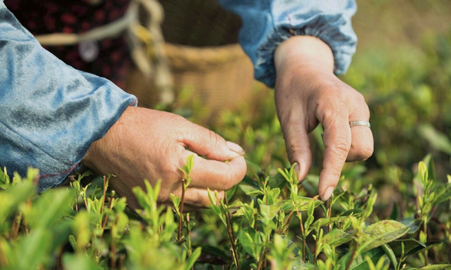 Hi Tea Malaysia 茶之研習所