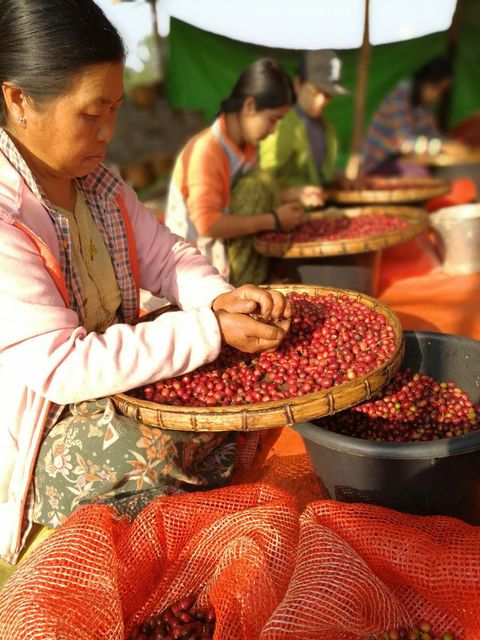 1 X BCC Roasted Peaberry Coffee Bean(500gm) + 1 X BCC Roasted Premium ...