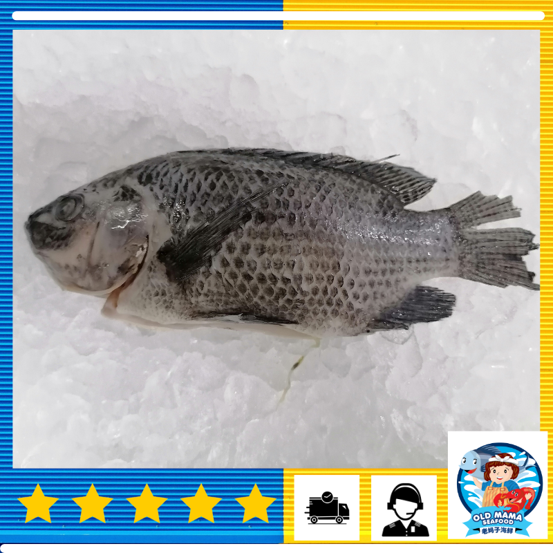 Whole Fish｜鱼类 – Old Mama Seafood PLT