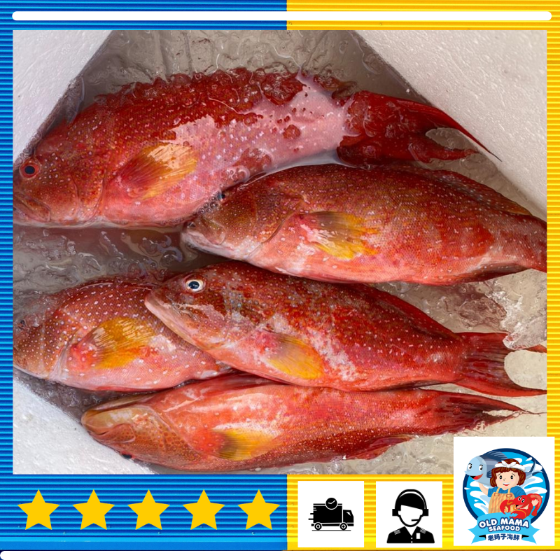 Whole Fish｜鱼类 – Old Mama Seafood PLT