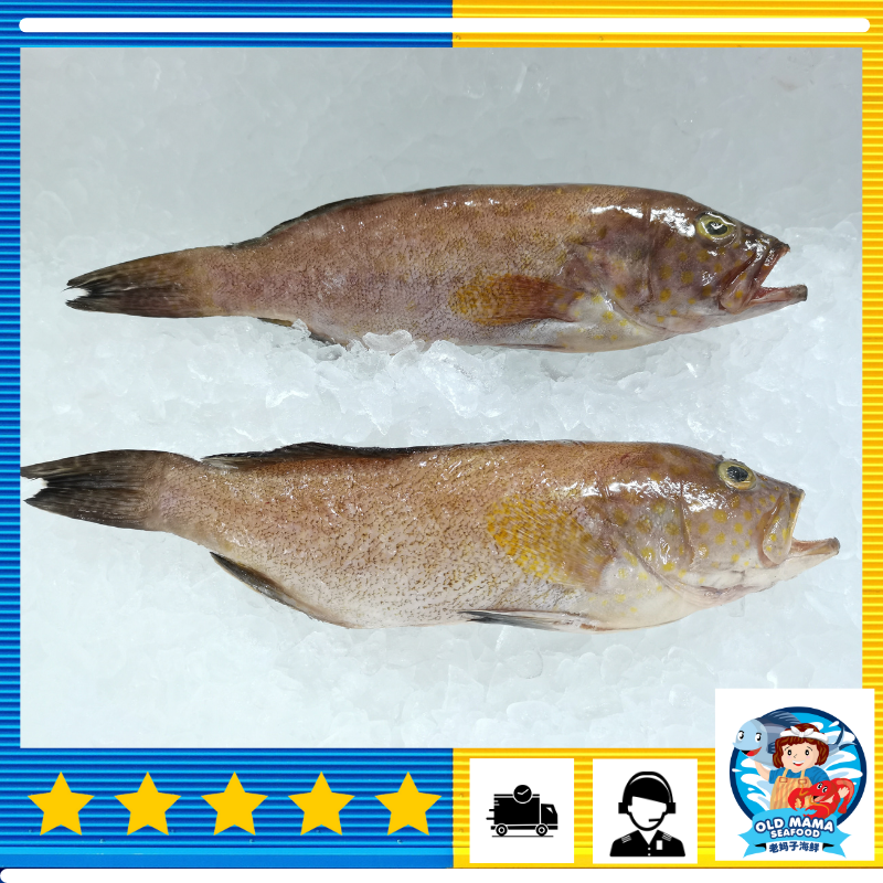 Whole Fish｜鱼类 – Old Mama Seafood PLT