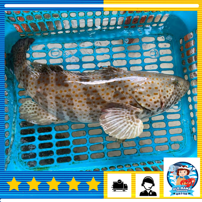 All products – Old Mama Seafood PLT