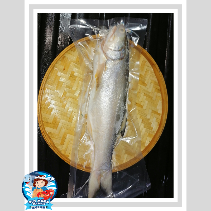 Indonesia Wild Catch Threadfins Senangin Fish / 印尼海野生马友鱼 (400-900gm ...