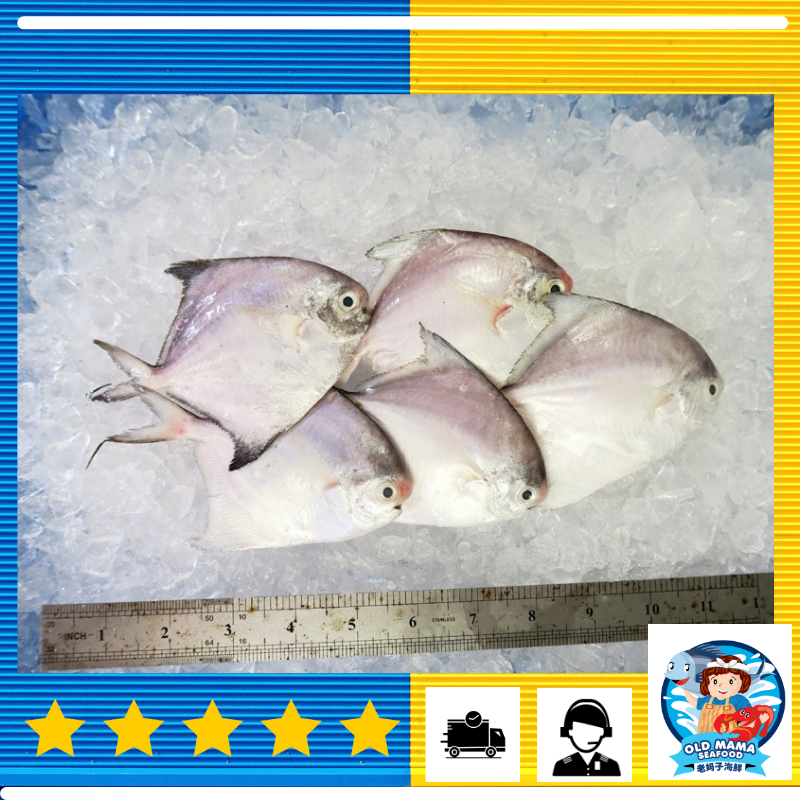 Whole Fish｜鱼类 – Old Mama Seafood PLT